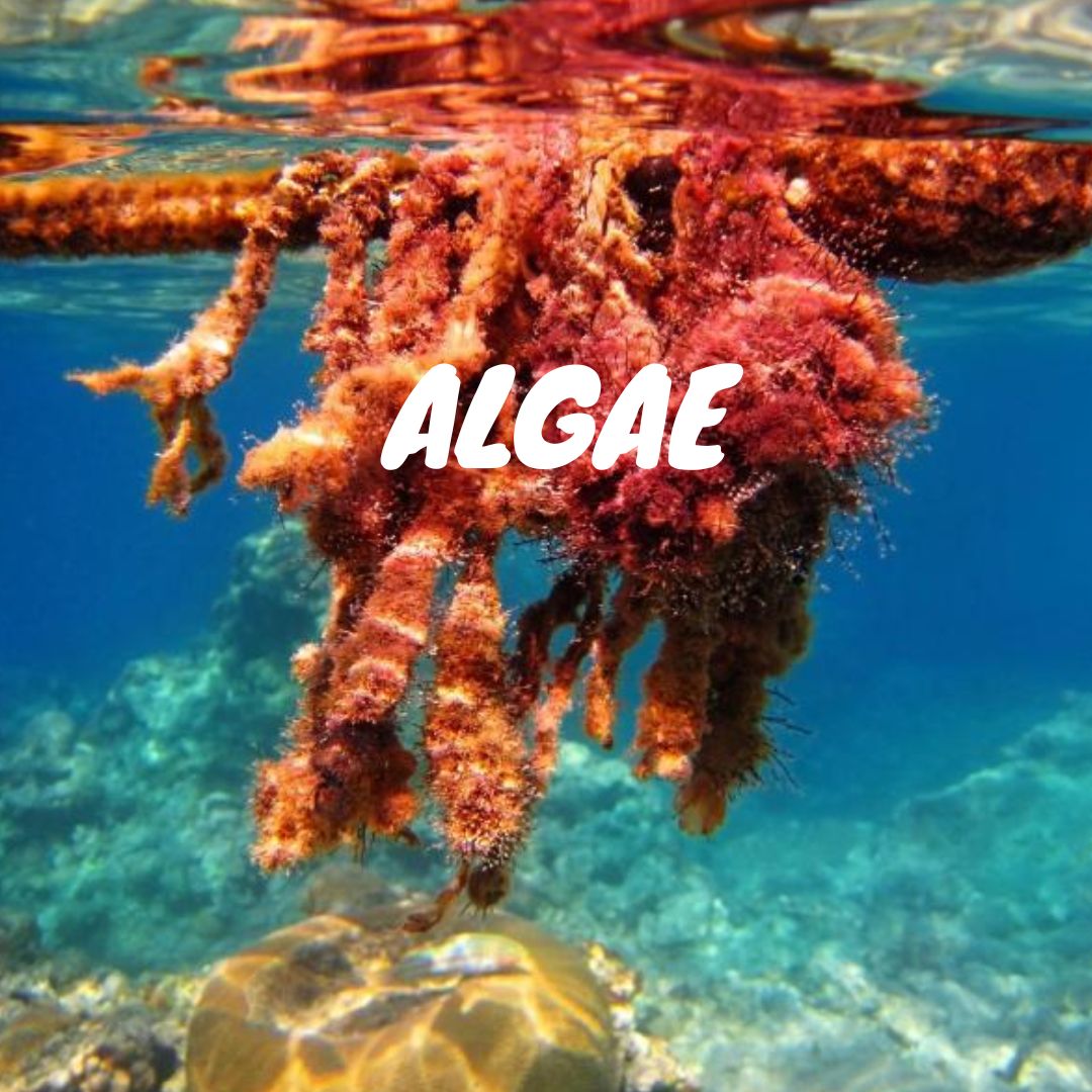 Algat e detit - FarmaOn